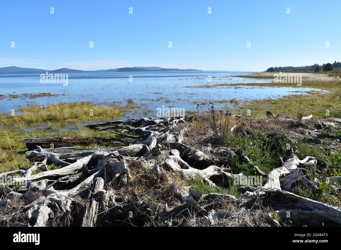 Shoreline with views of Willapa Bay from Oysterville, Long Beach ...
