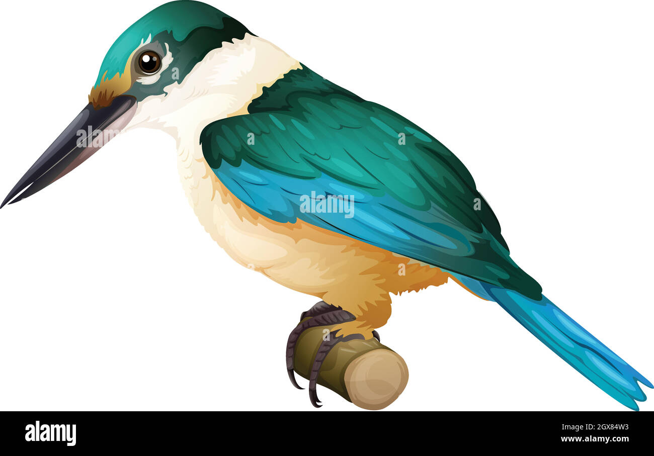 Kingfisher side view Stock Vector Images - Alamy