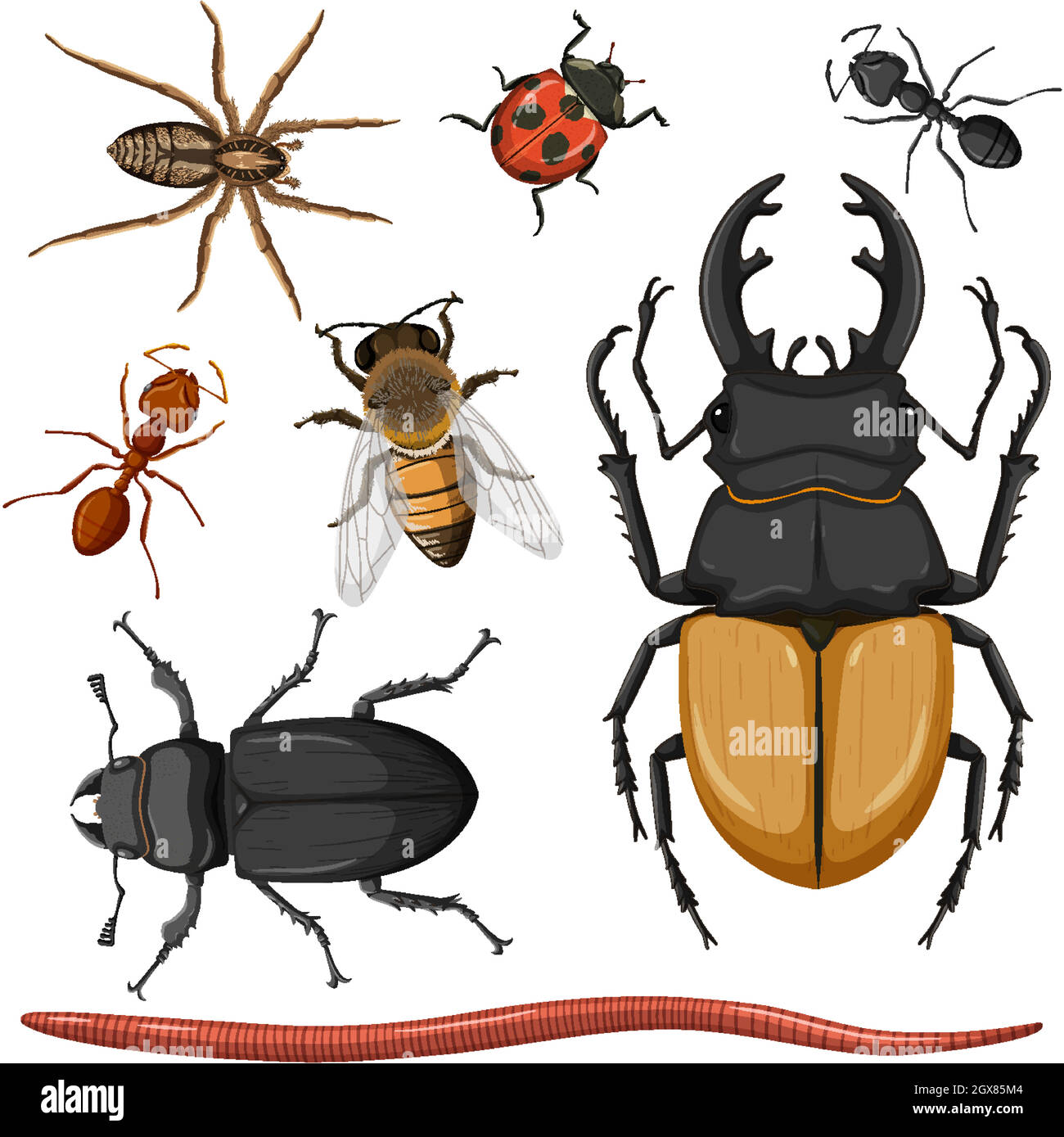Set of different insects on white background Stock Vector Image & Art ...