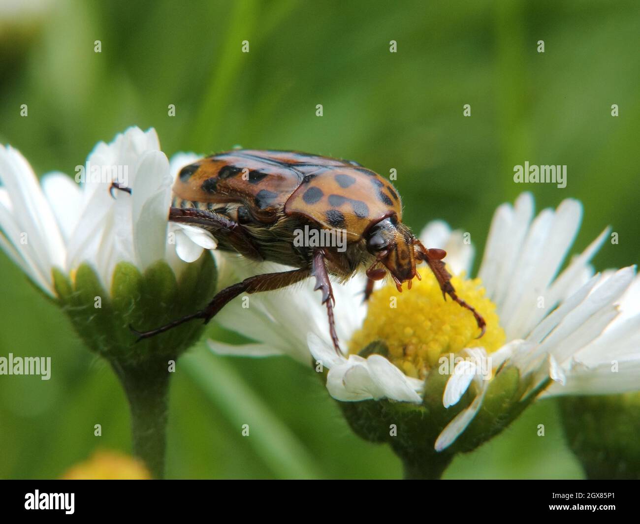 Spotted Flower Chafer - Neorrhina punctatum, feeding on a field daisy ...