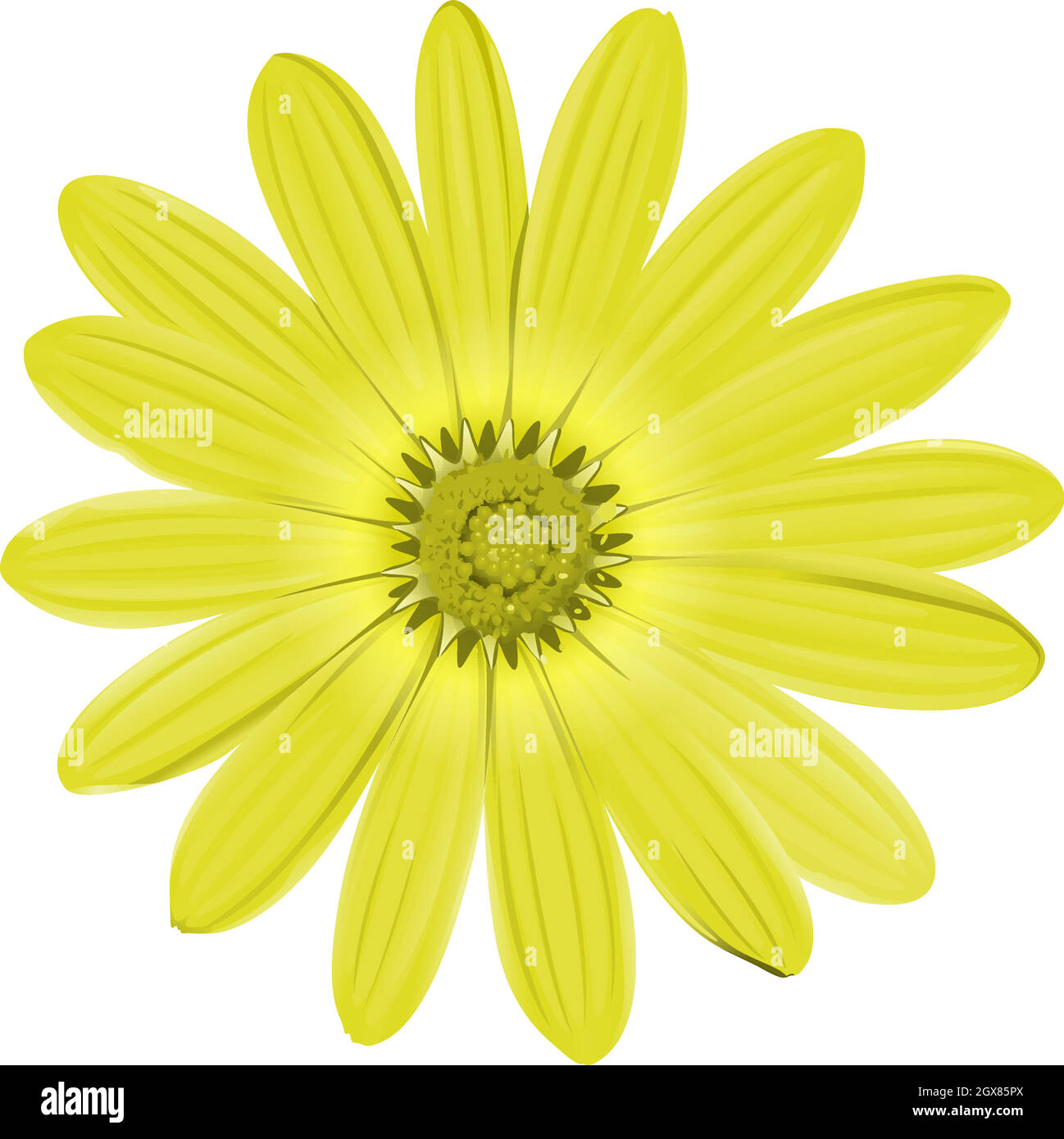Beautiful single flower Stock Vector Images - Alamy