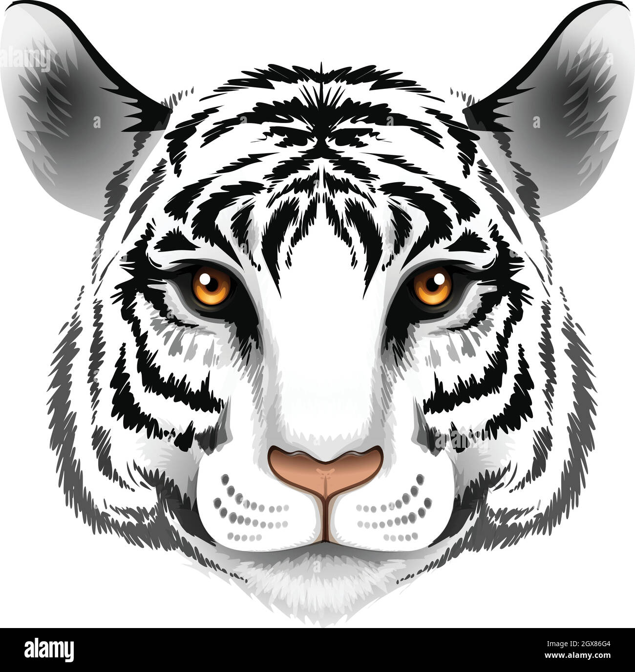Tiger head drawing hi-res stock photography and images - Alamy