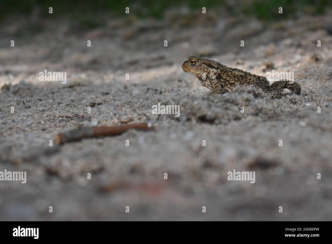 Frog waiting to jump Stock Photo - Alamy