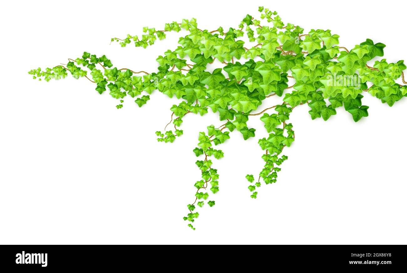 Bush png Cut Out Stock Images & Pictures - Alamy