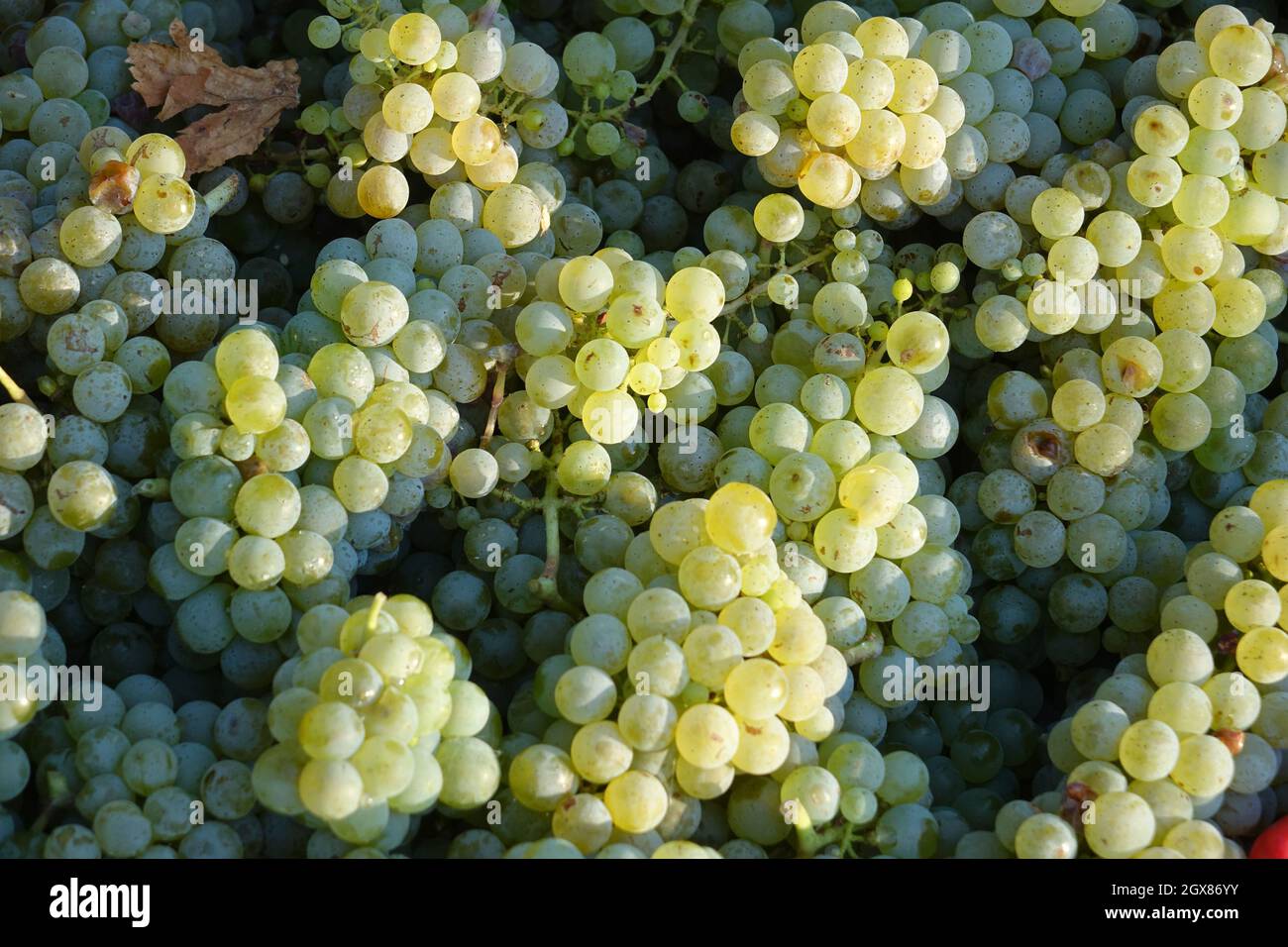 Sauvignon blanc grapes have been successfully grown in wne regions ...