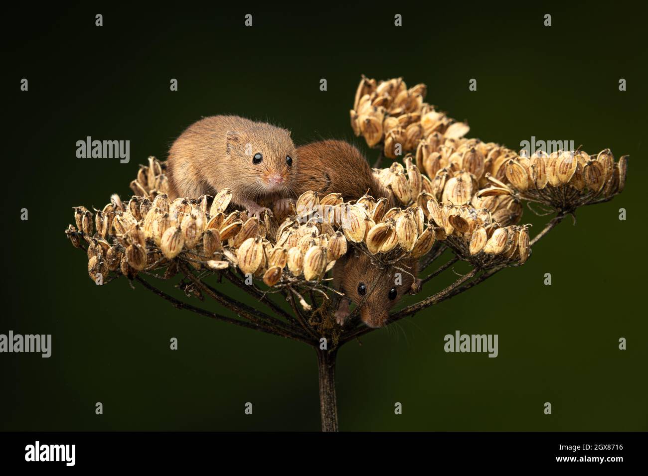Looking at each other wildlife hi-res stock photography and images - Alamy