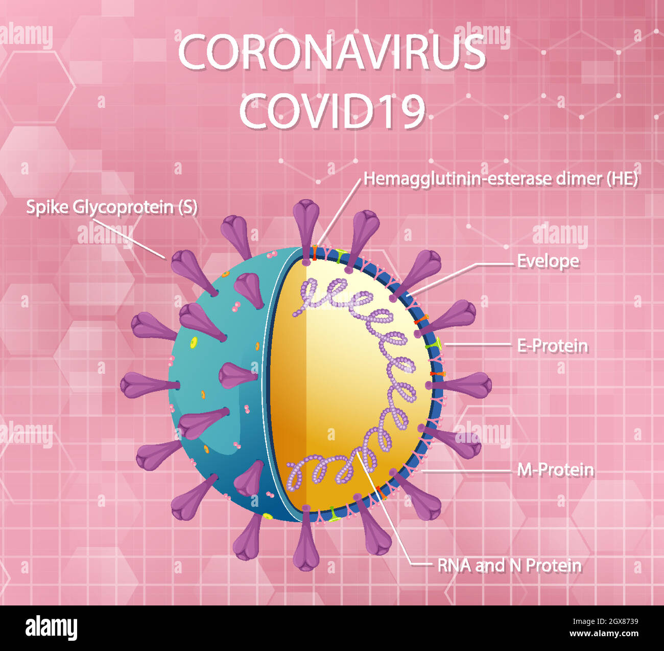 Diagram of Corona virus particle structure Stock Vector Image & Art - Alamy