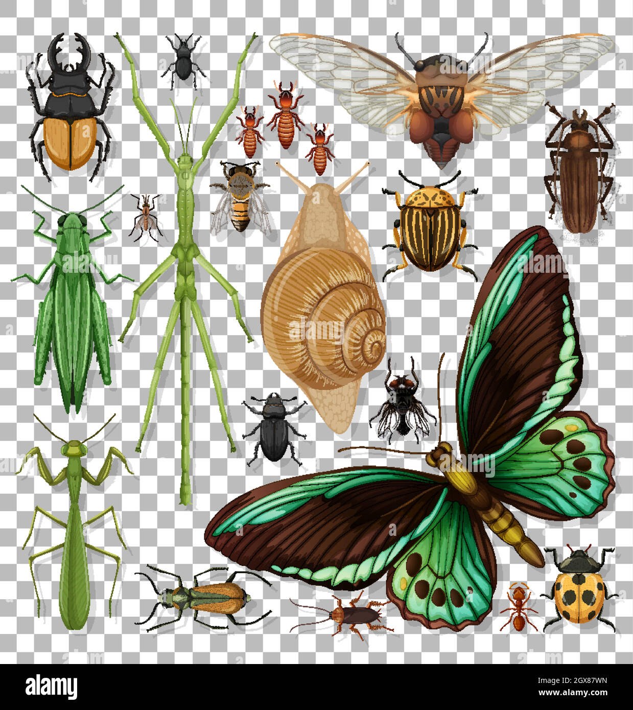 Set of different insects on transparent background Stock Vector Image ...