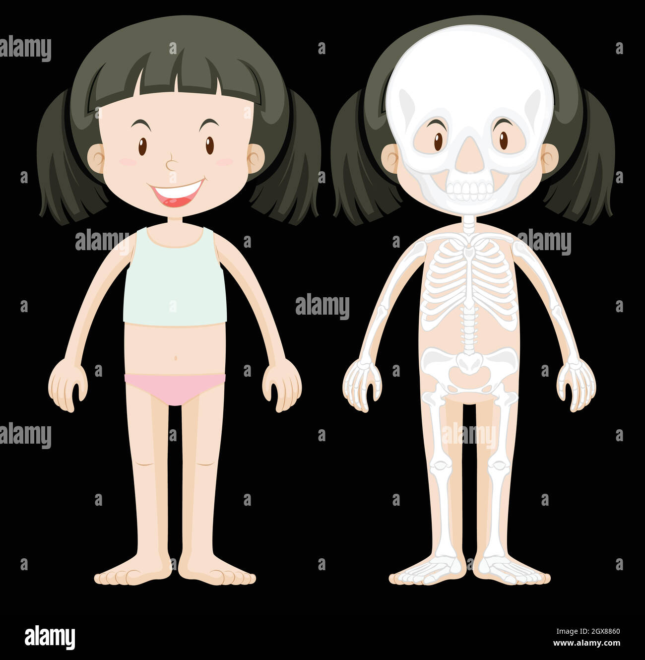 Girl and skeleton diagram Stock Vector Image & Art - Alamy