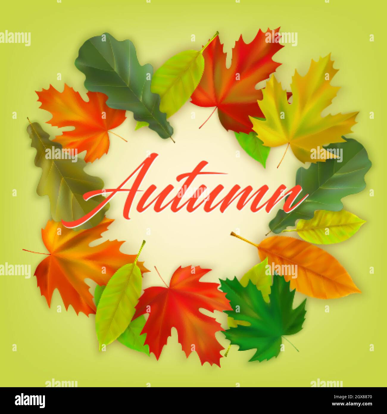 Realistic fall maple and oak leaves on color background with ...