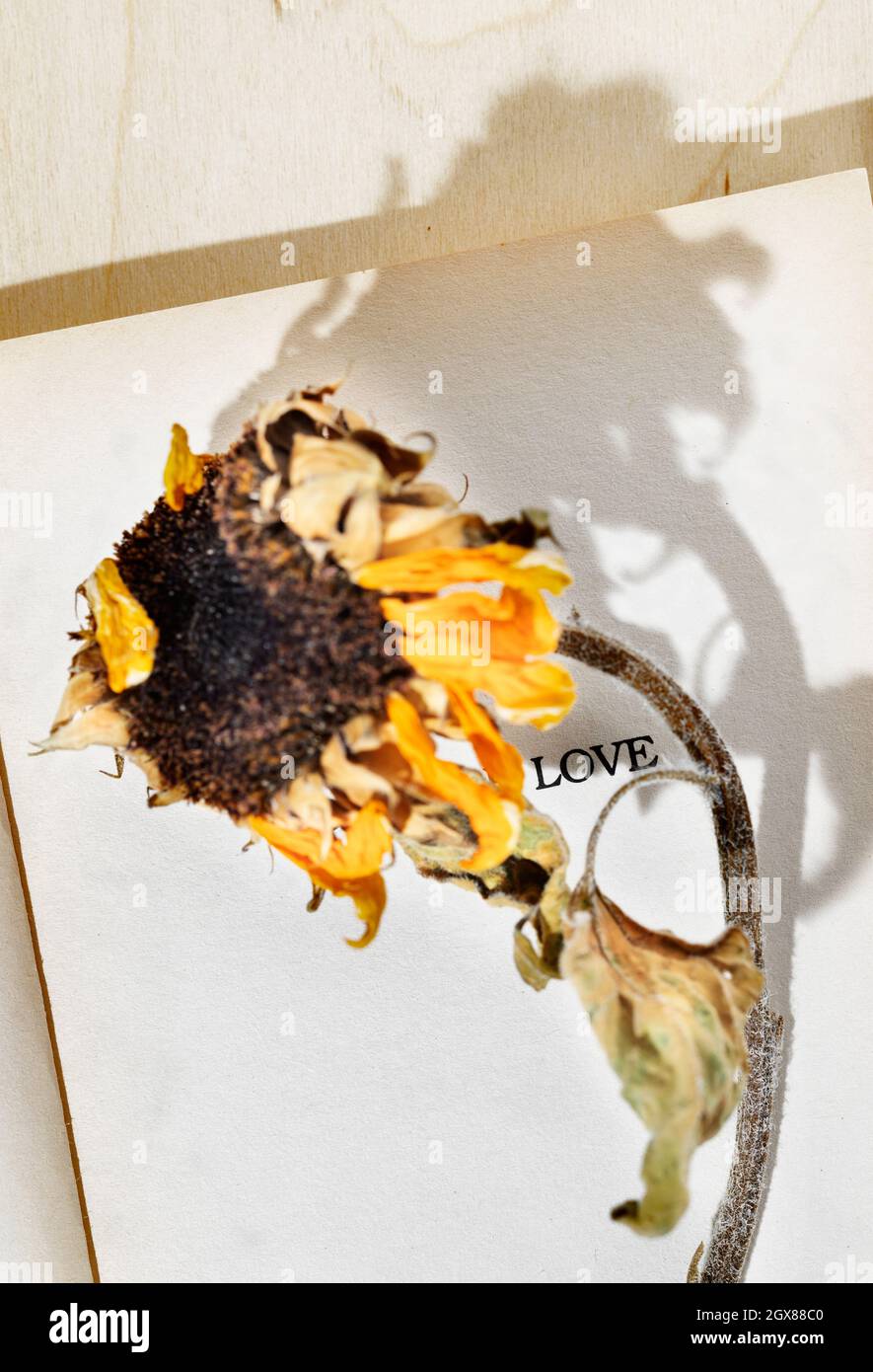 Opened old book with word LOVE and yellow dried sunflower Stock Photo ...
