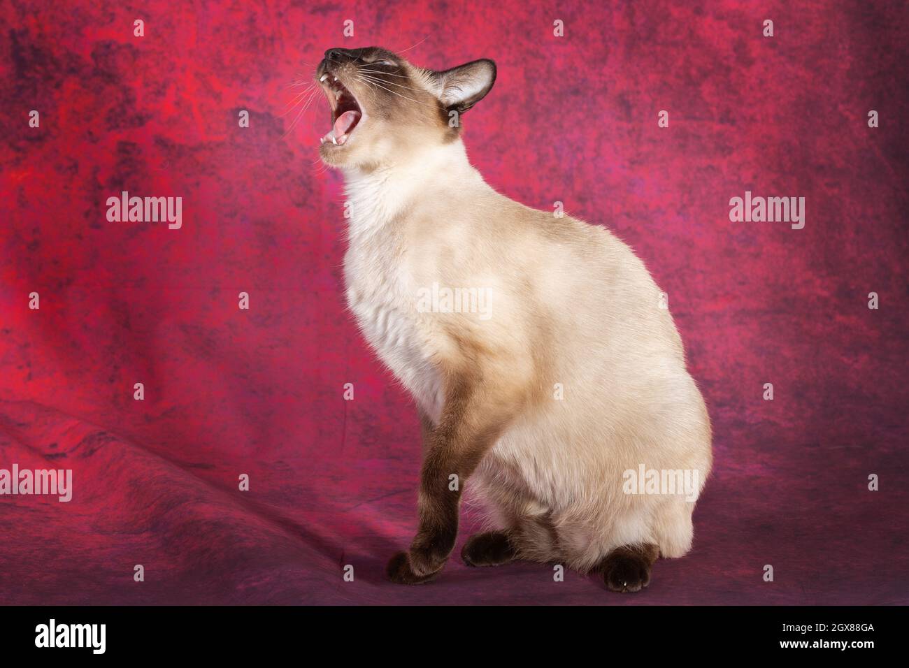 The Thai Siamese cat sits and meows loudly and opens its mouth wide ...