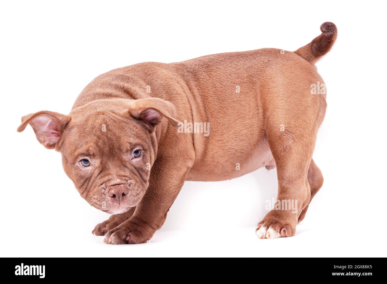 Brown American Bully Puppy