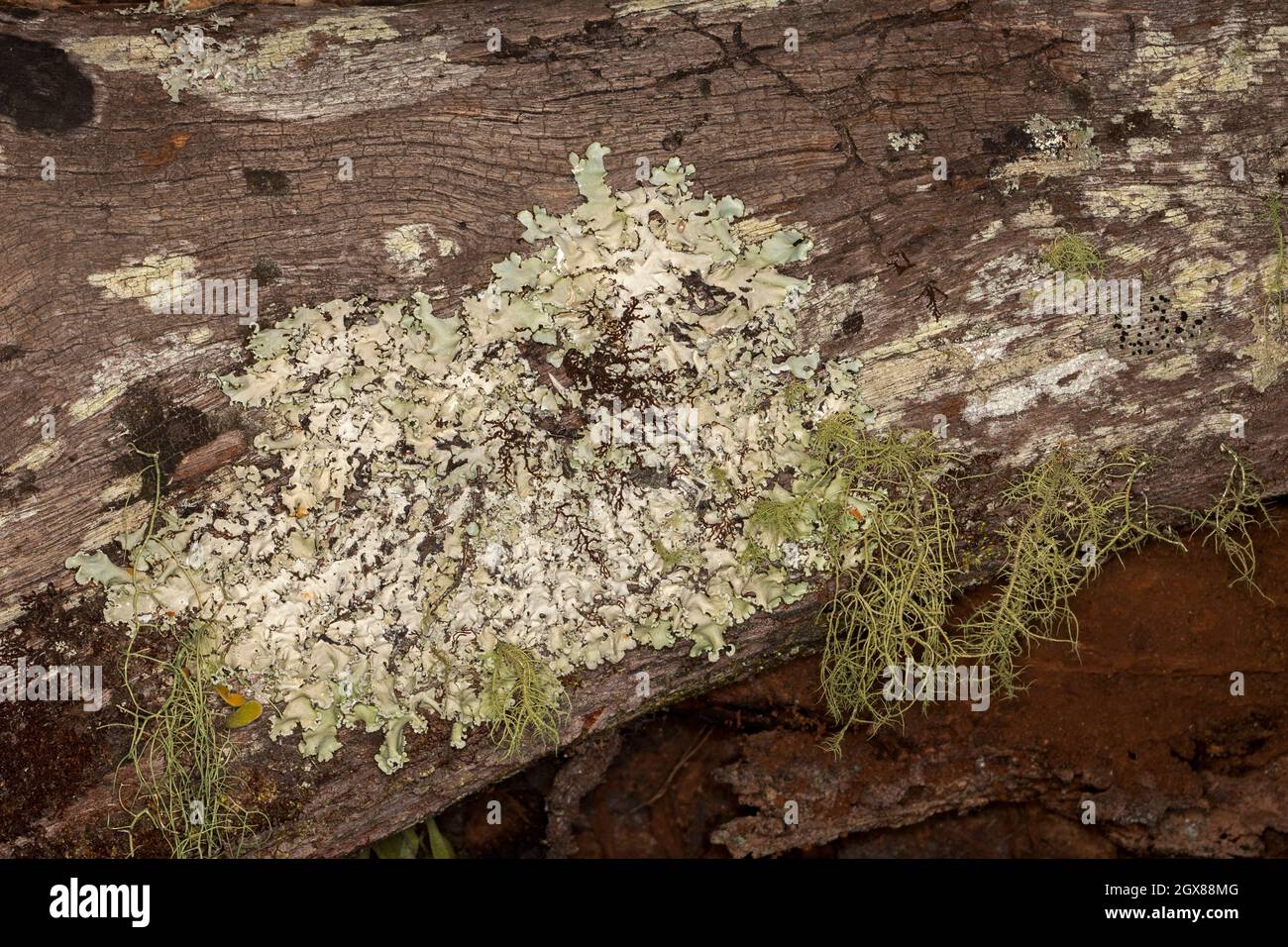 Australian lichen hi-res stock photography and images - Alamy