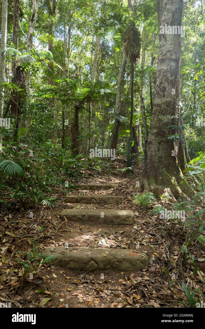 Walking track with stone steps through dense rainforest with palms and ...