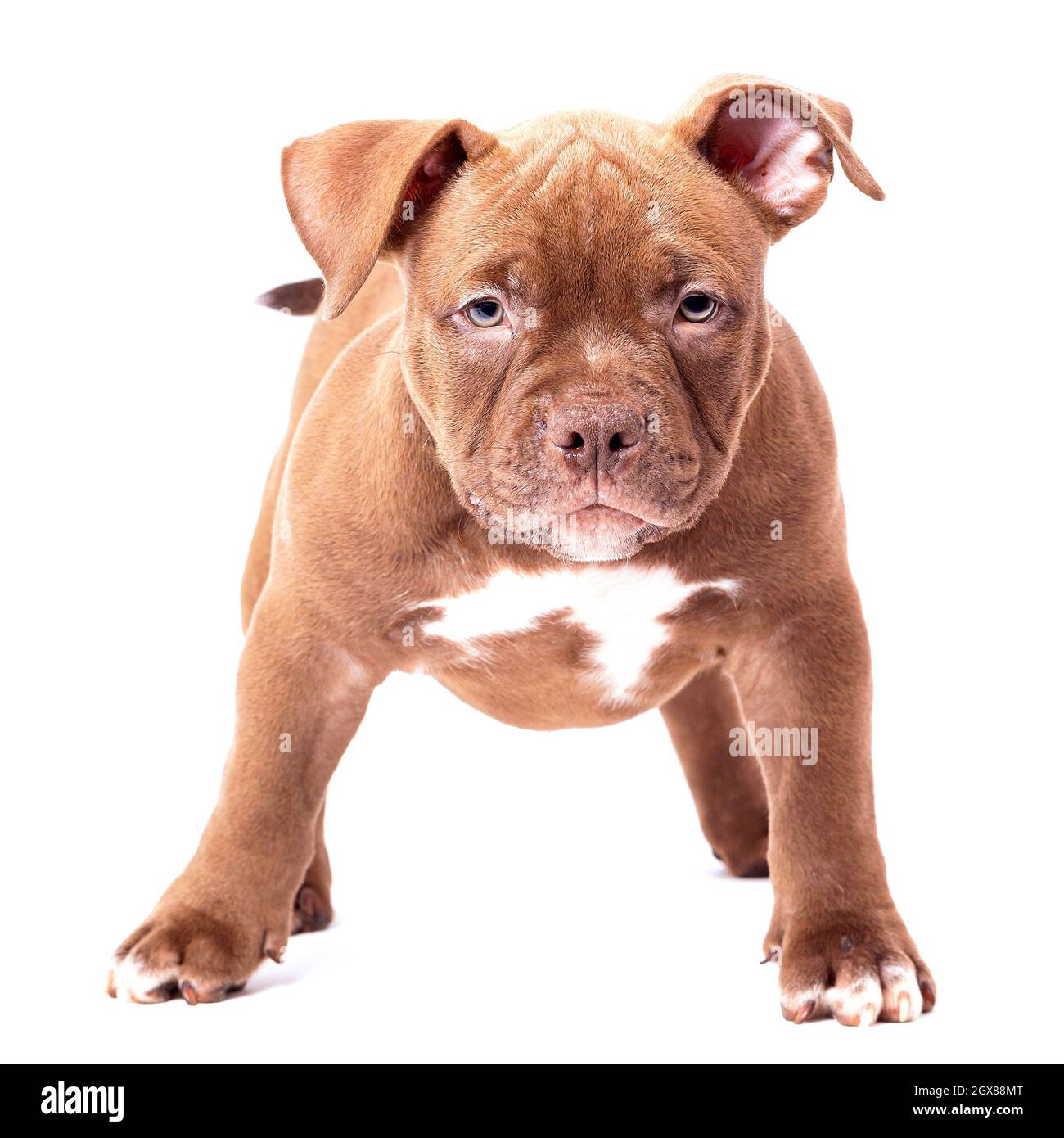 Red Bully Puppy