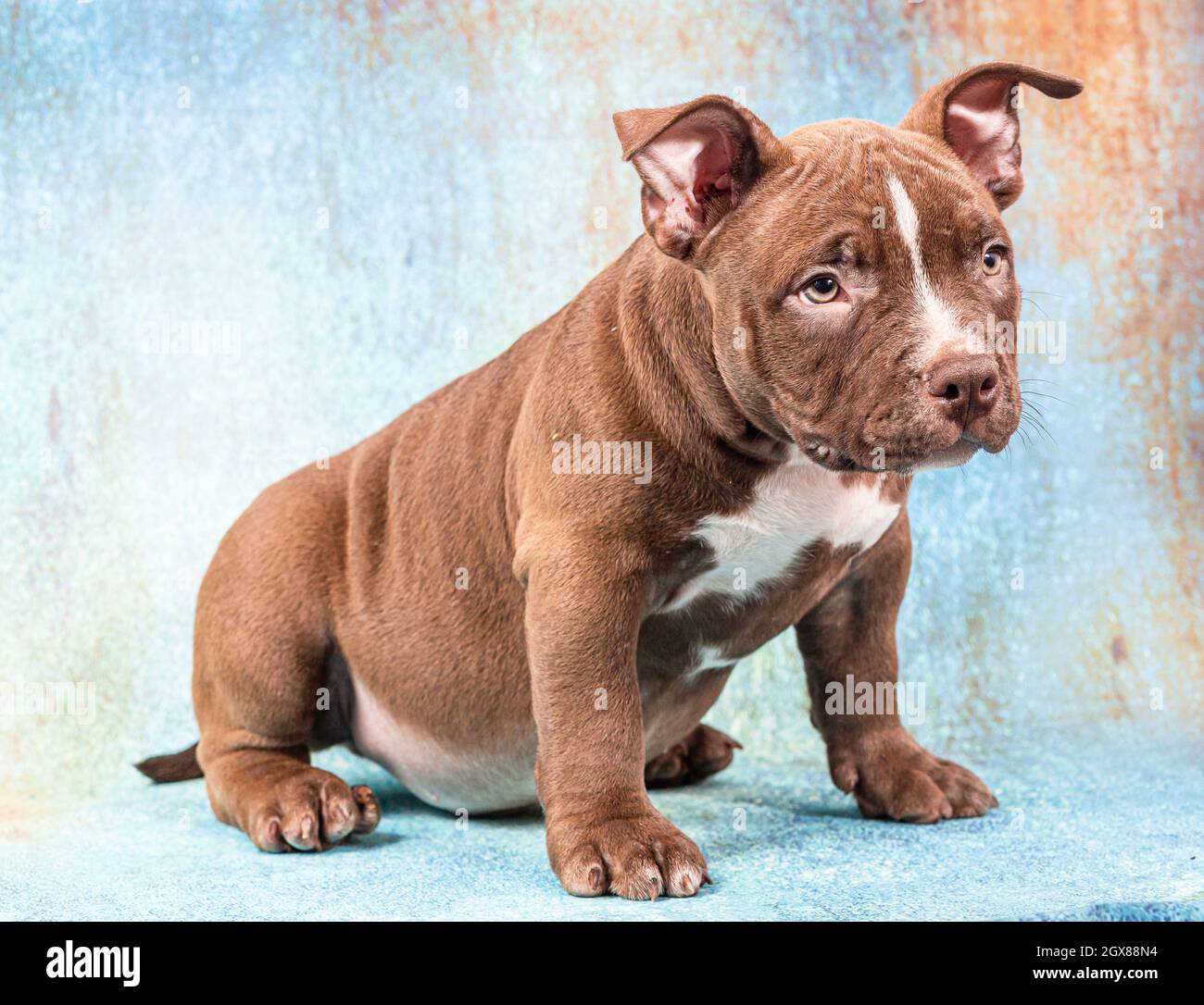 A sad brown American bully puppy sits and stares intently at the viewer ...