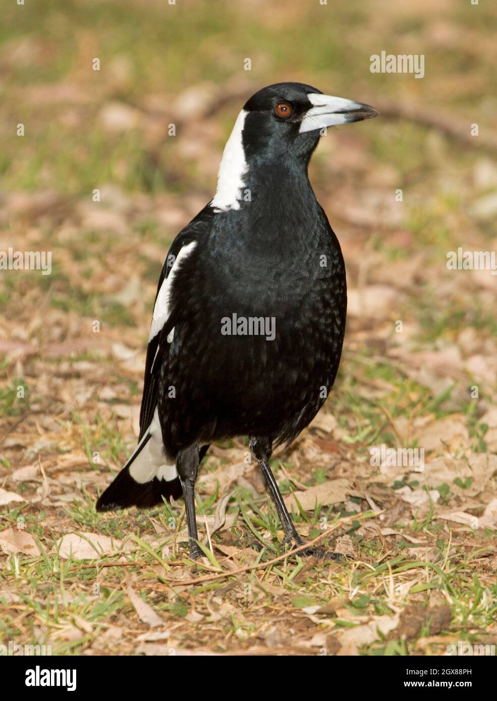 Male australian magpie gymnorhina hi-res stock photography and images ...