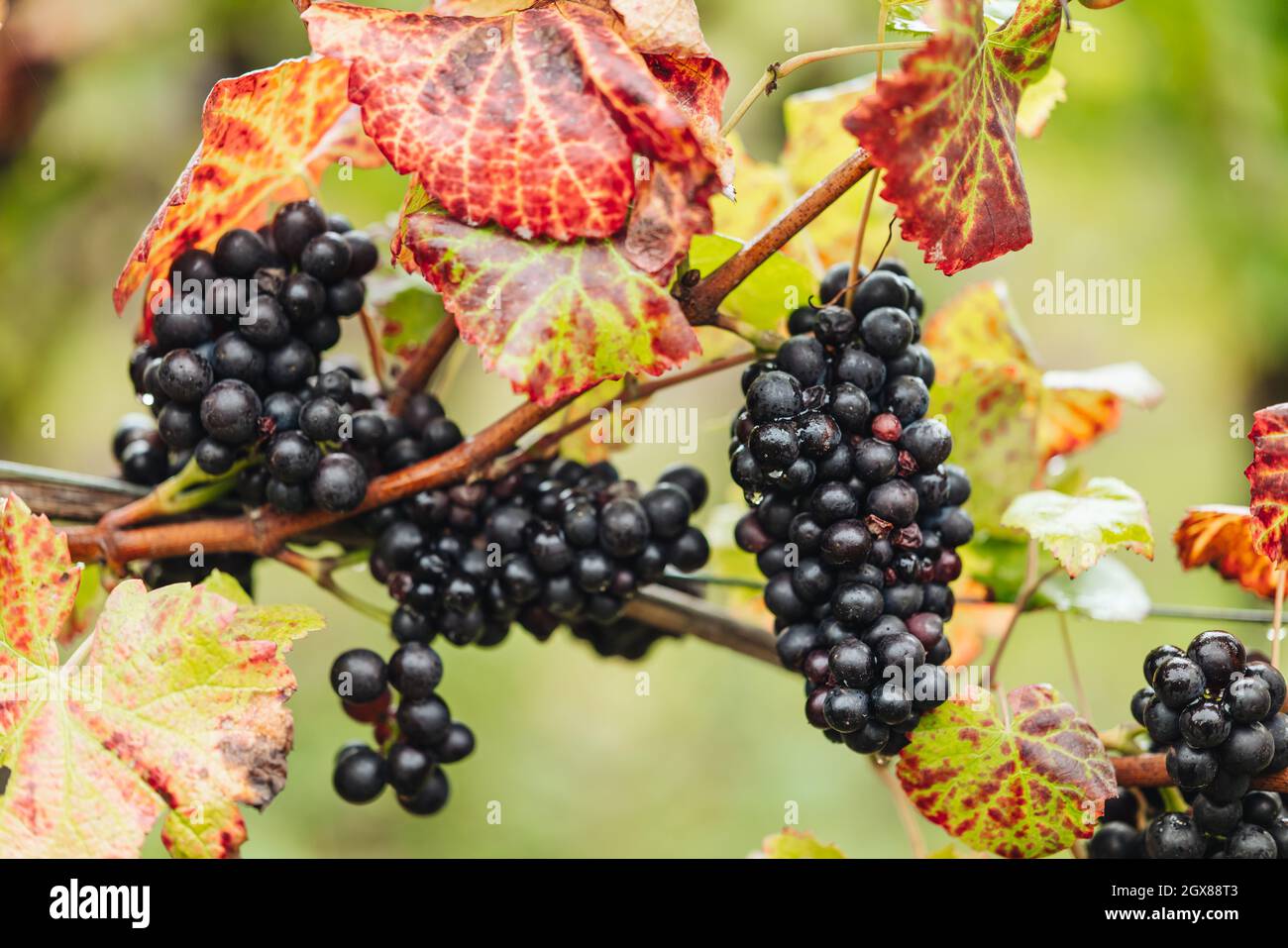 REMICH, LUXEMBOURG-OCTOBER 2021: Reportage at the seasonal Pinot Noir ...
