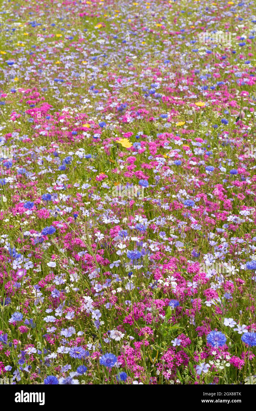 English wildflower meadow hi-res stock photography and images - Alamy