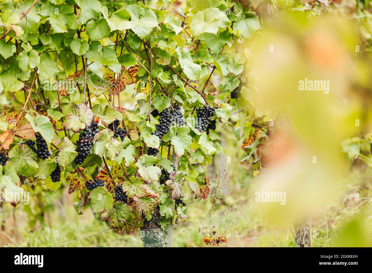 REMICH, LUXEMBOURG-OCTOBER 2021: Reportage at the seasonal Pinot Noir ...