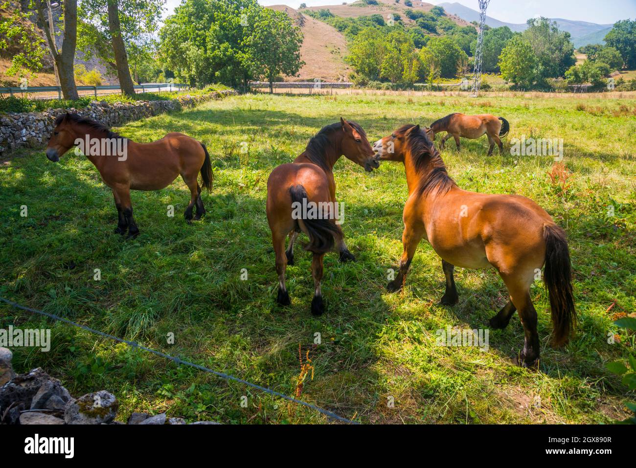 Caballos Jugando Hombres Kazajos Jugando Juego De Caballos Nómadas