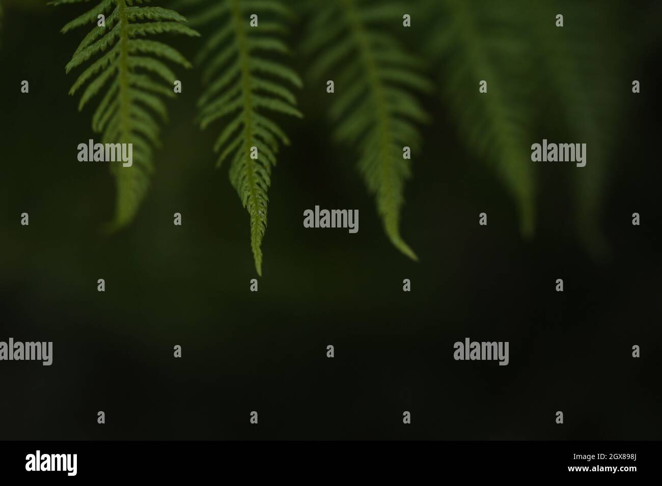 Side points of a fern leaf in a row Stock Photo - Alamy