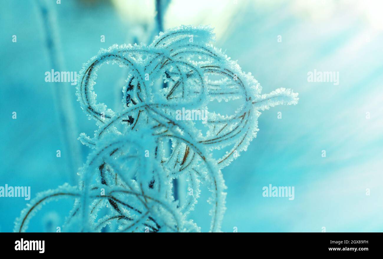 Winter landscape.Winter beauty scene.frozen flower Stock Photo - Alamy