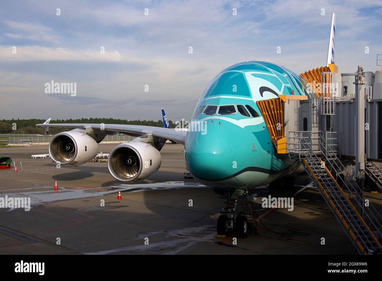 Airbus A380 airplane from ANA Airlines decorated with a sea turtle ...