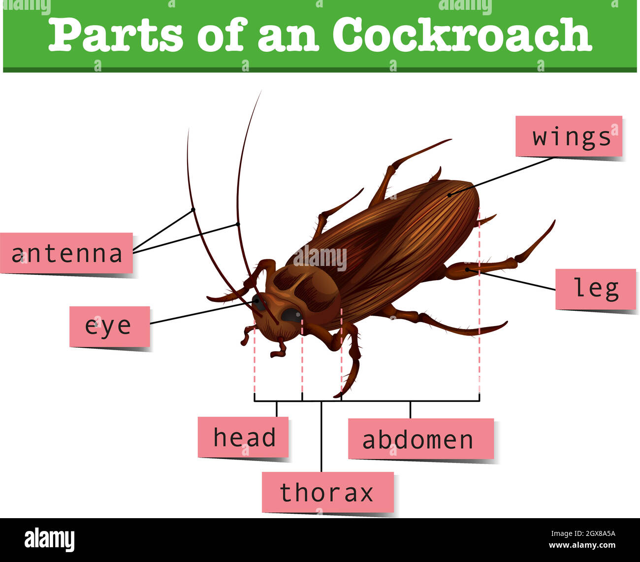 Diagram showing parts of cockroach Stock Vector Image & Art - Alamy
