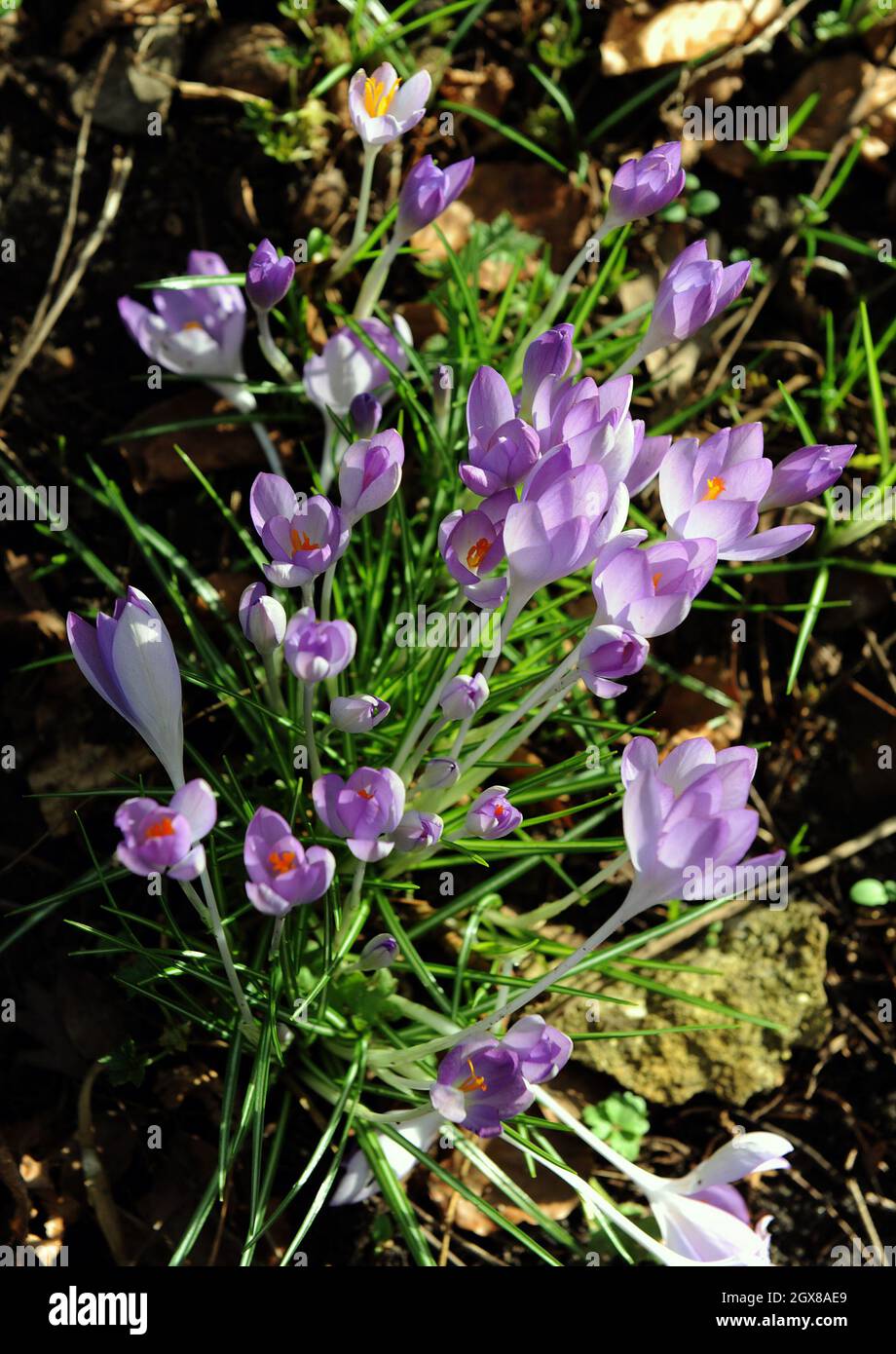 Crocuses bloom in a Wiltshire garden, a sure sign that Spring has ...