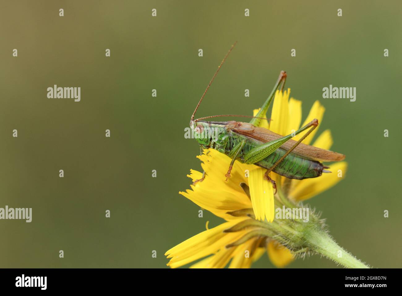 Long winged cone head cricket hi-res stock photography and images - Alamy