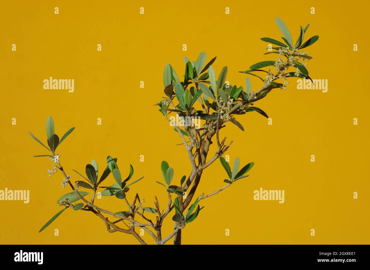 Small olive tree in bloom on yellow orange background Stock Photo - Alamy