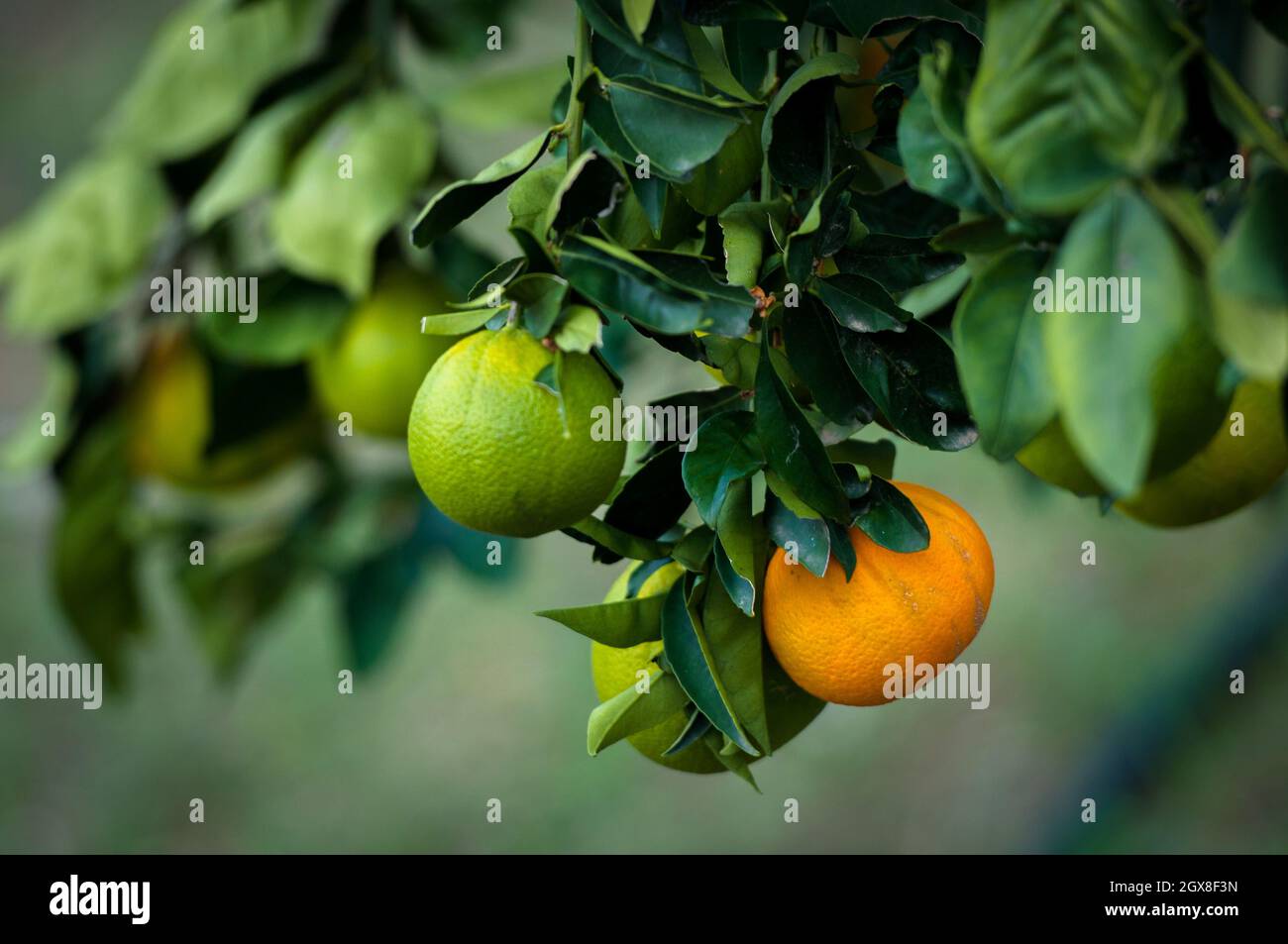 Orange and green tangerines grow on a tree Stock Photo - Alamy