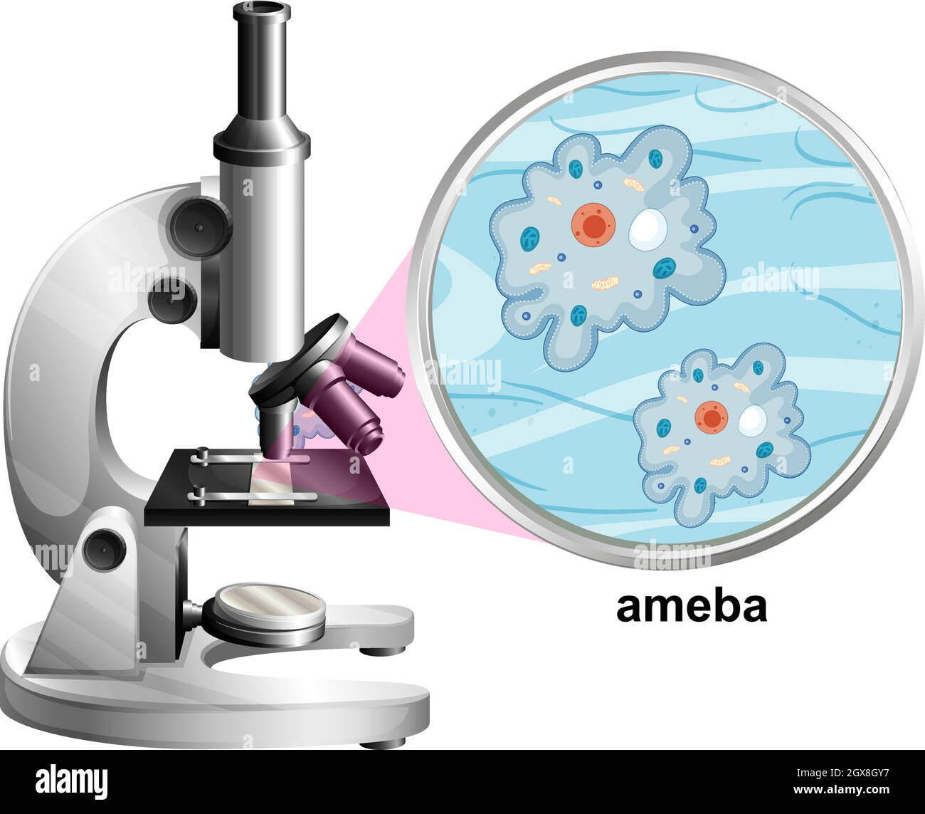 Protozoa microscope hi-res stock photography and images - Alamy