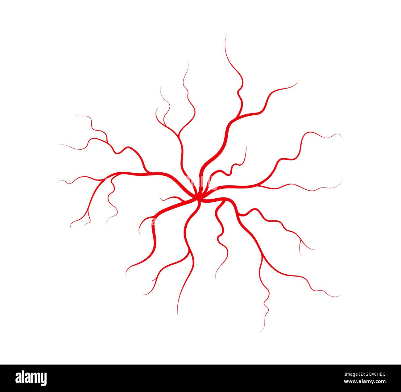 Human veins and arteries. Red branching spider-shaped blood vessels and ...