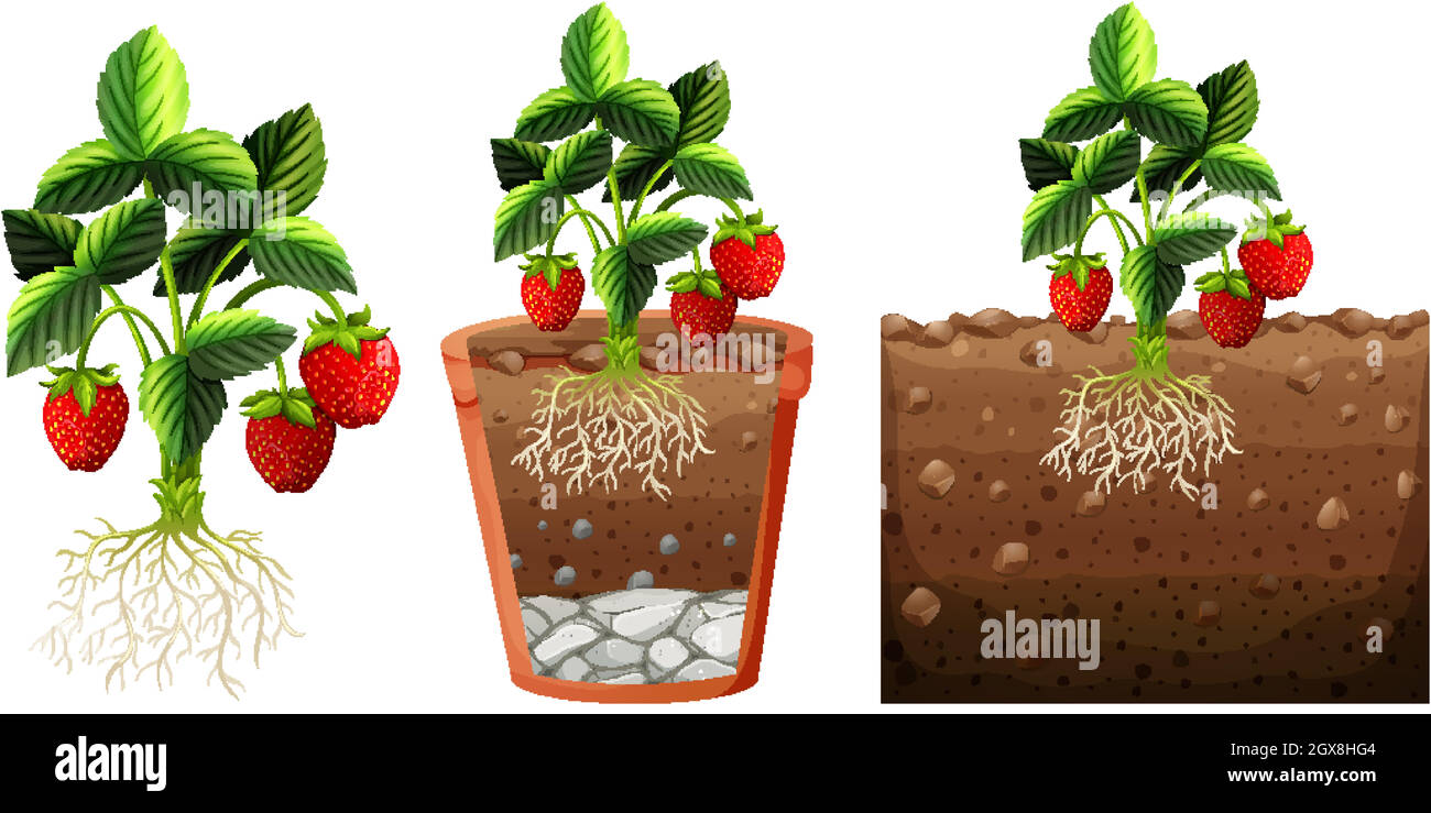 Strawberry plant roots Stock Vector Images - Alamy