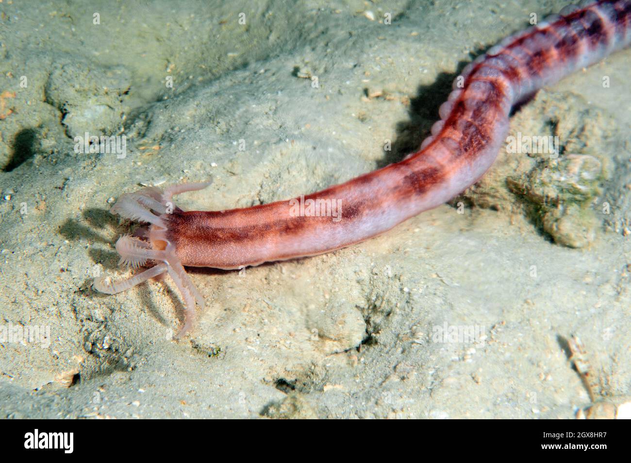 Conspicuous sea cucumber opheodesoma spectabilis hi-res stock ...