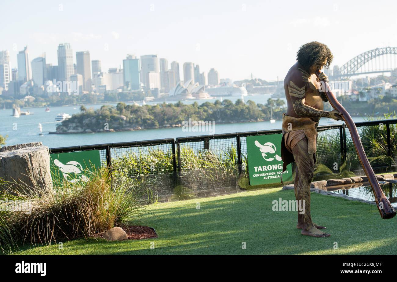 An Aborigine prepares to welcome Catherine, Duchess of Cambridge and ...