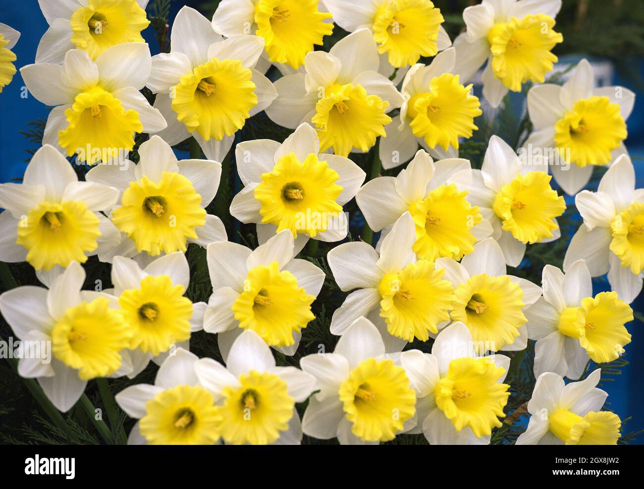 A new variety of daffodil called 'Georgie Boy' named after Prince ...