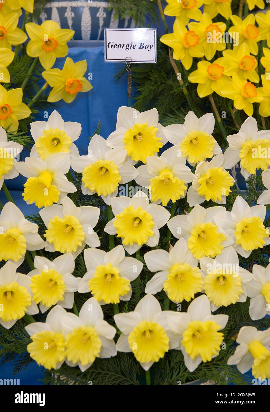 Georgie Boy Logo Georgie Boy | Northern Rib Hire