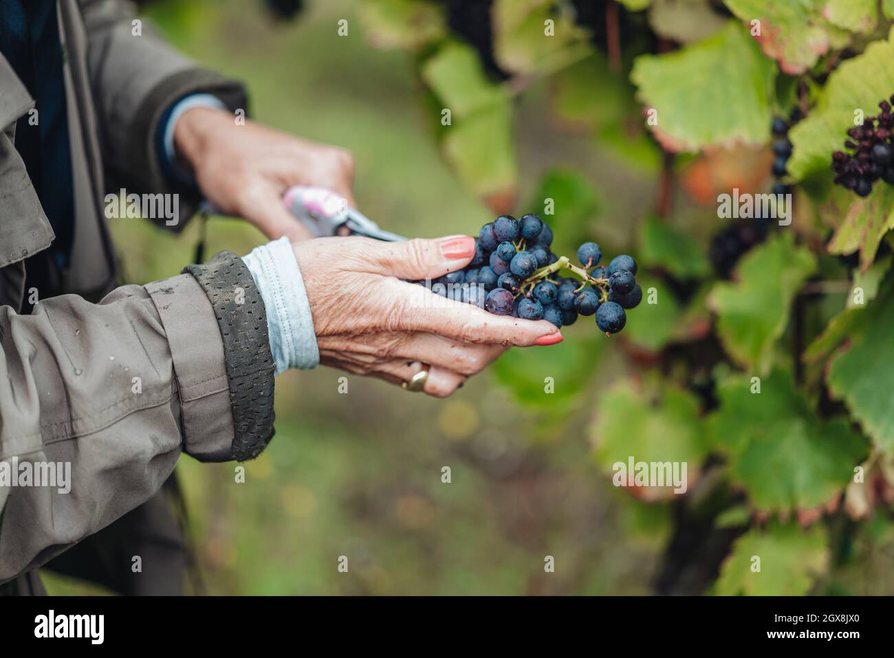 REMICH, LUXEMBOURG-OCTOBER 2021: Reportage at the seasonal Pinot Noir ...
