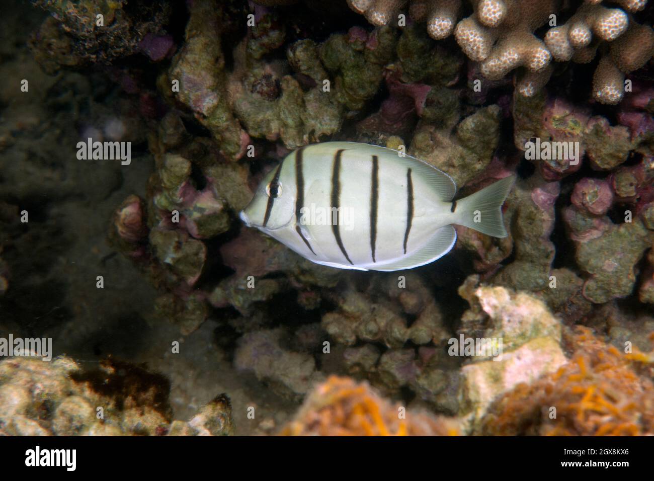 Convict tang or manini, Acanthurus triostegus, Kaneohe Bay, Oahu ...