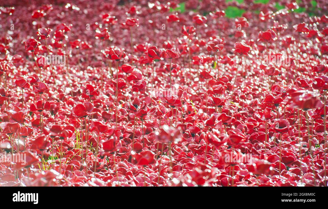 Ceramic poppies cover the ground as Queen Elizabeth and Prince Philip ...