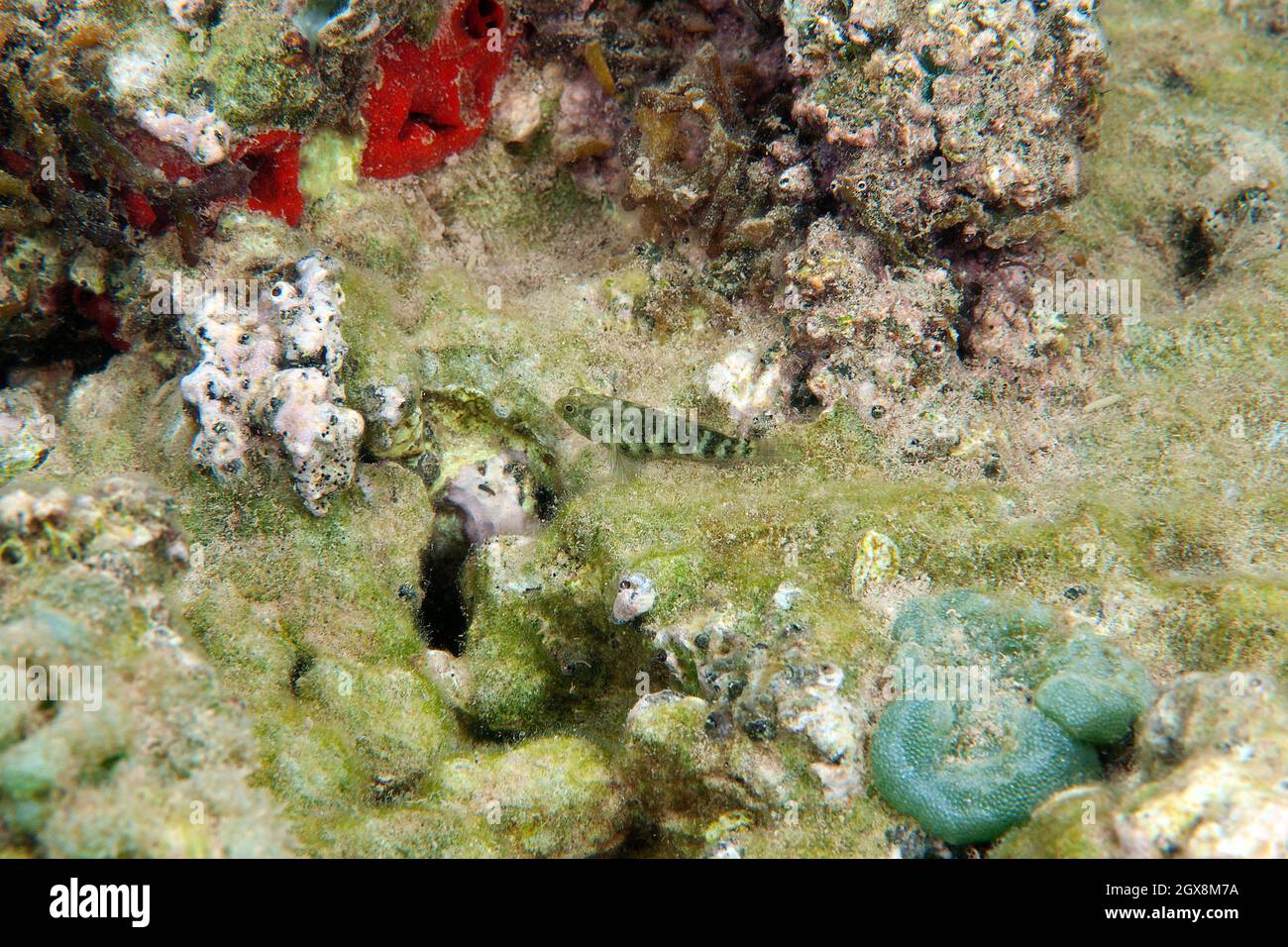 Algae reef hawaii hi-res stock photography and images - Alamy