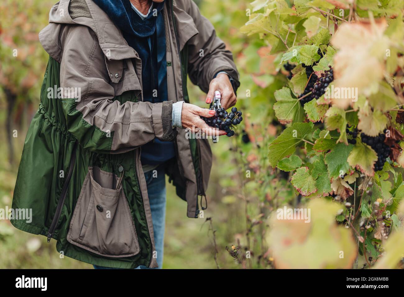 REMICH, LUXEMBOURG-OCTOBER 2021: Reportage at the seasonal Pinot Noir ...