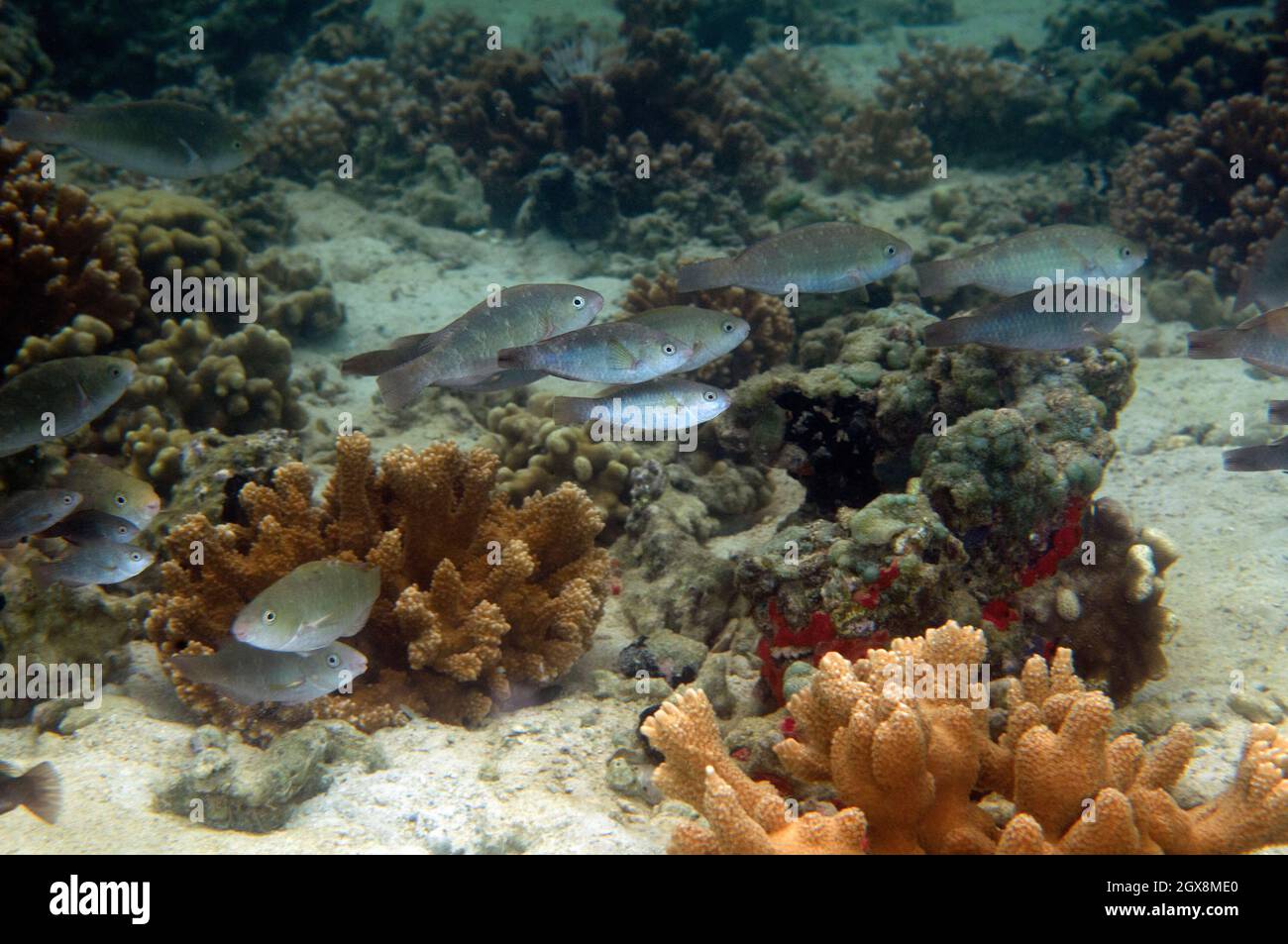 Juvenile parrotfish, Scarus sp., Kaneohe Bay, Oahu, Hawaii, USA Stock ...