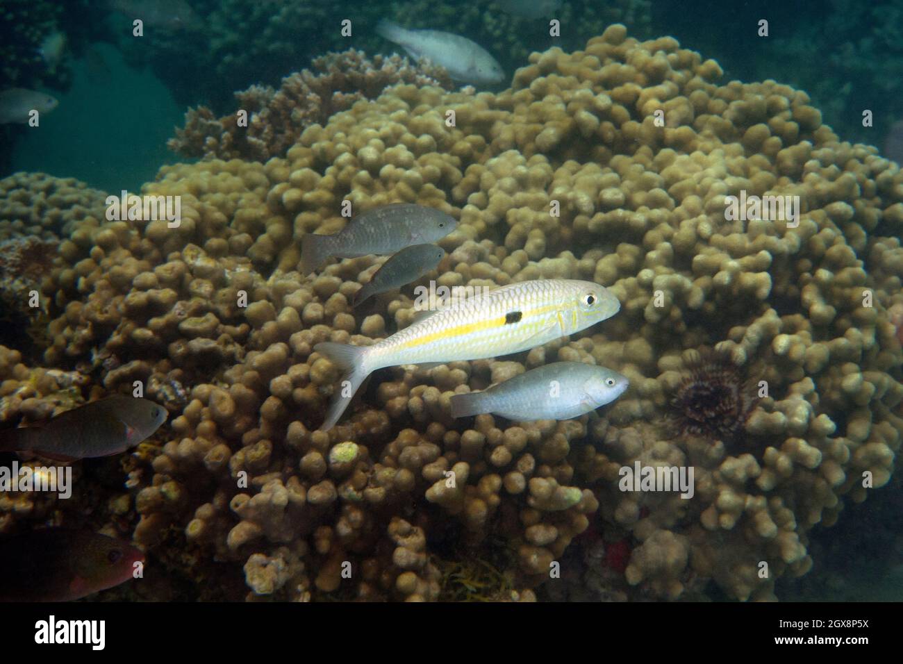 Yellowstripe goatfish, Mulloidichthys flavolineatus, Kaneohe Bay, Oahu ...
