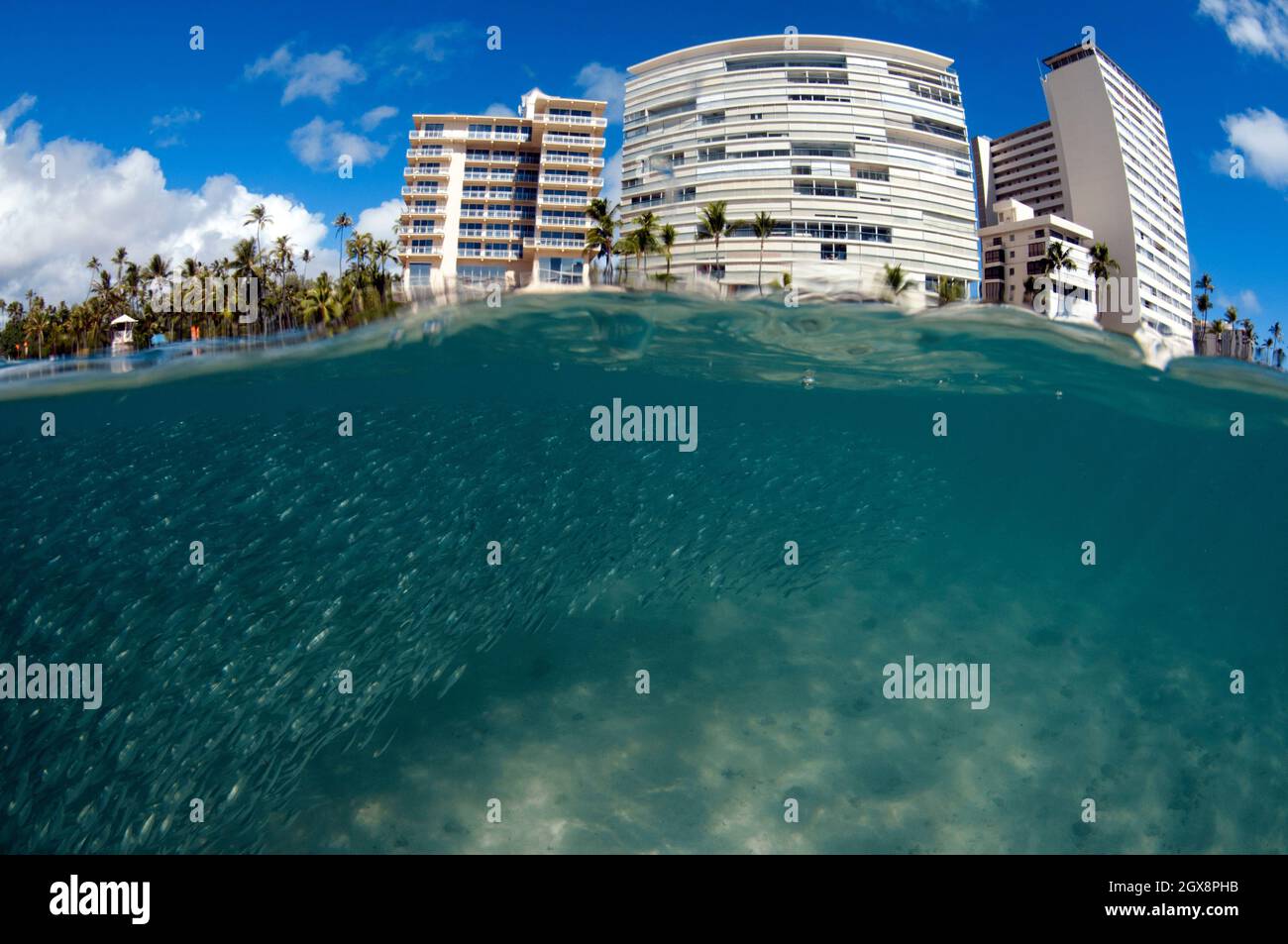 School of halalu or juvenile scads, Selar crumenophthalmus, close to ...