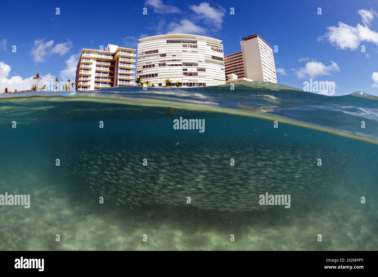 School of halalu or juvenile scads, Selar crumenophthalmus, close to ...